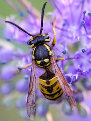 Hoe kom ik van wespen af? | unieketuinen.nl