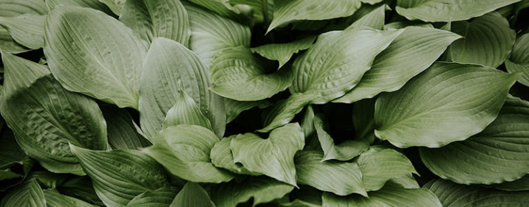 Hoe kom ik van slakken af? 8 tips | unieketuinen.nl