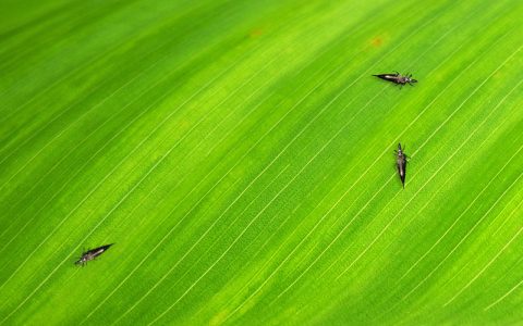 Trips: Herkenning en Bestrijding van deze kleine insecten | unieketuinen.nl